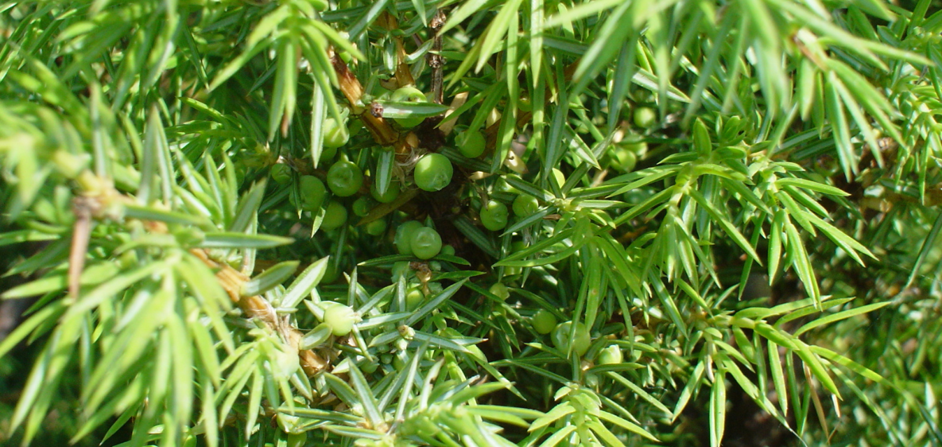 Heilpflanze Wacholder (Juniperus communis)